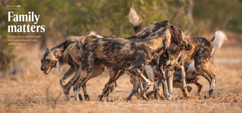 Africa’s Wild Dogs – A Survival Story – JocelinKagan